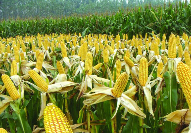 Maize production increases to 20 millions tonnes